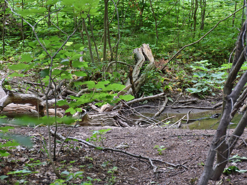 Barrierefreie Exkursion „Auf den Spuren der Lebendigen Luppe“ durch die ...