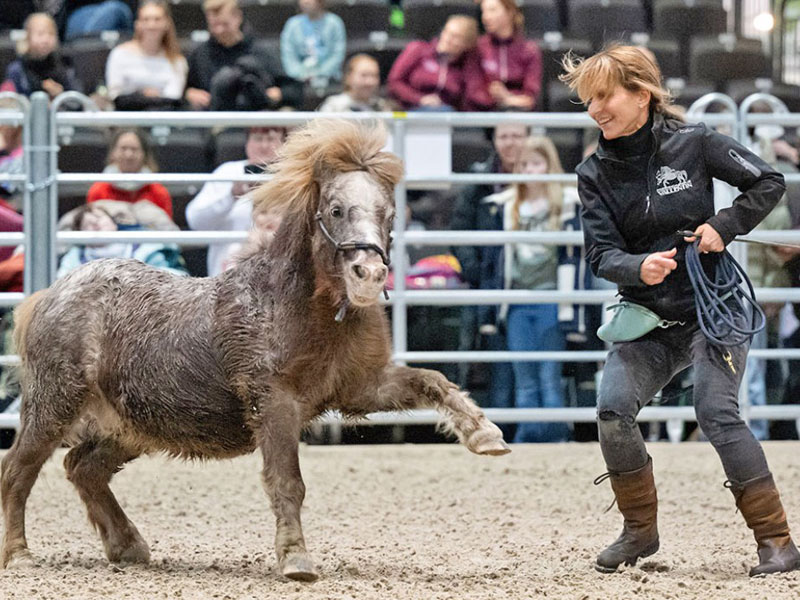Reitsport der Extraklasse und umfangreiche Expo – das sind die ...